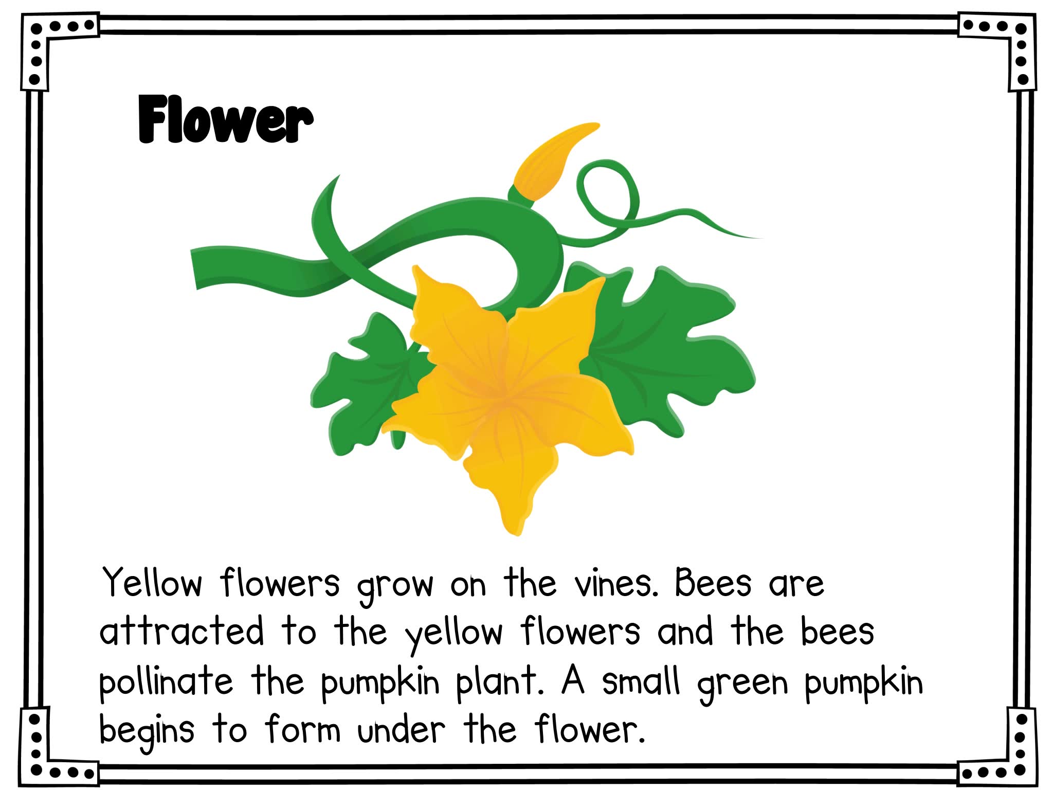 《Fall Life Cycle Science》自然生命科学6册英文作业纸 百度云网盘下载 | 咿呀启蒙yiyaqimeng.com