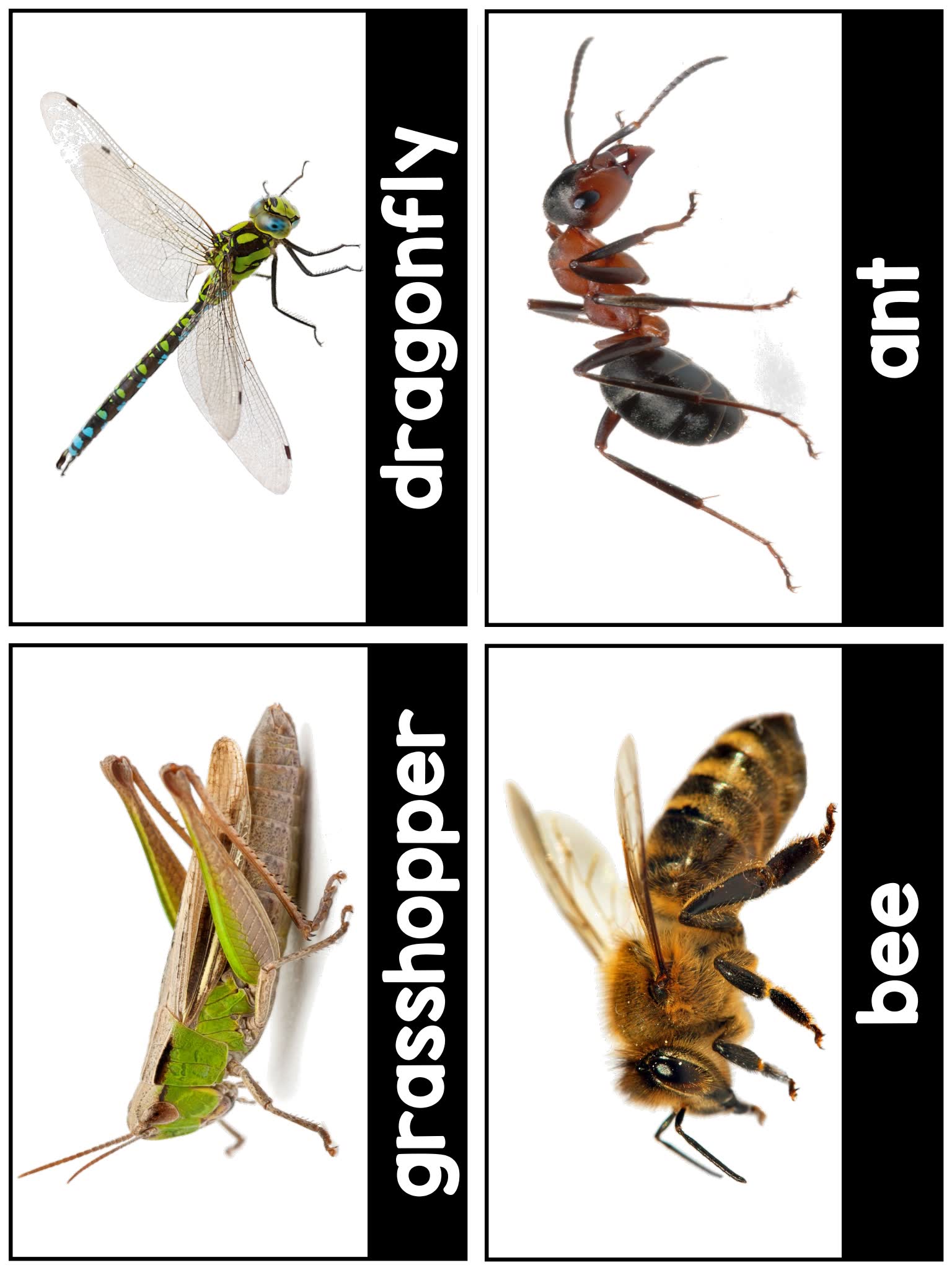 《Science for Little Learners》六册科学启蒙英文练习电子版PDF 百度云网盘下载 | 咿呀启蒙yiyaqimeng.com