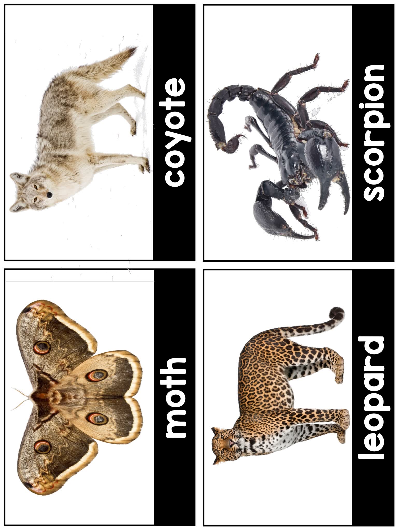 《Science for Little Learners》六册科学启蒙英文练习电子版PDF 百度云网盘下载 | 咿呀启蒙yiyaqimeng.com