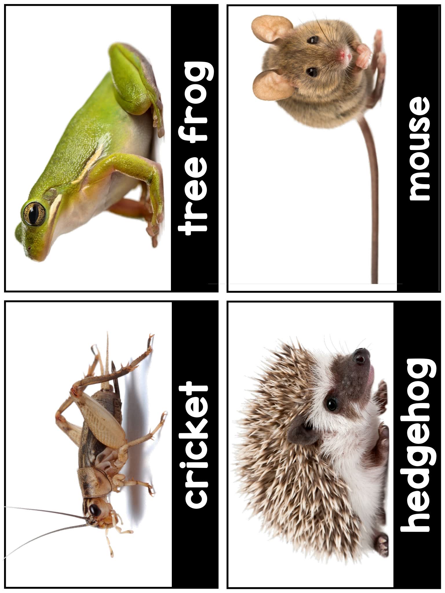 《Science for Little Learners》六册科学启蒙英文练习电子版PDF 百度云网盘下载 | 咿呀启蒙yiyaqimeng.com